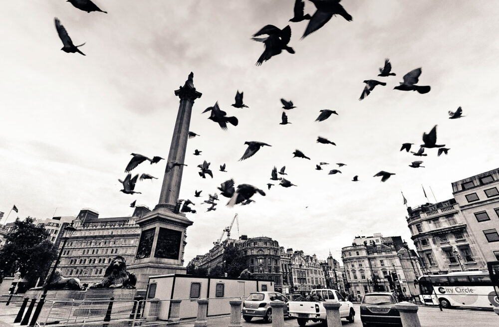 Trafalgar Square Pigeons Taking Flight in Panoramic Photographs and ...