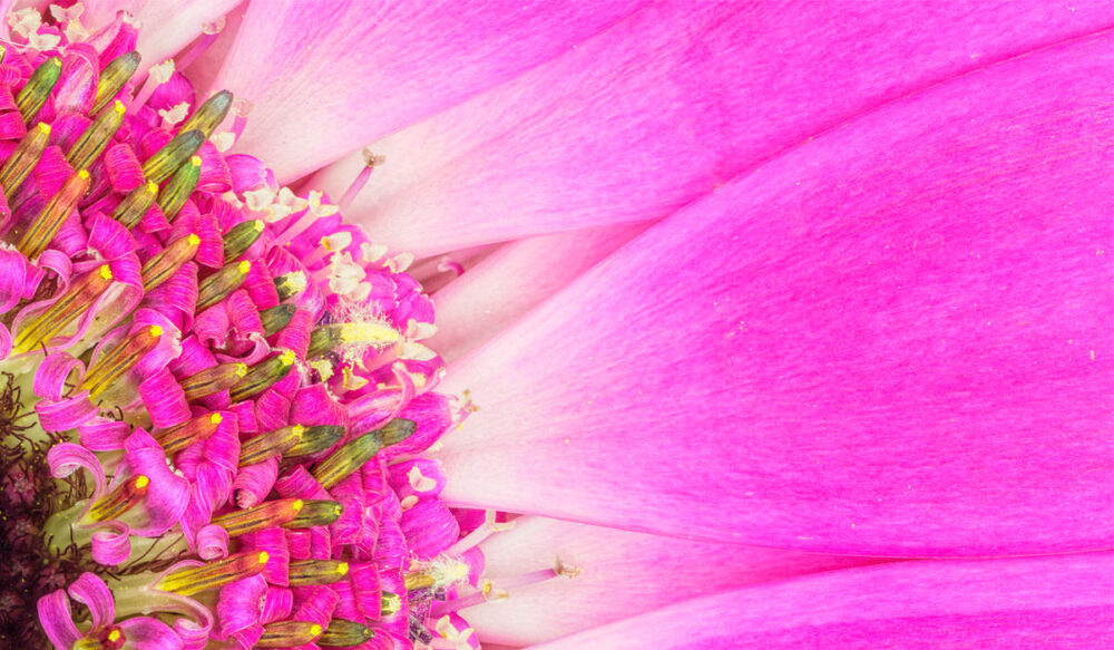 Macro Gigapixel | Extremely High Resolution Macro Photography