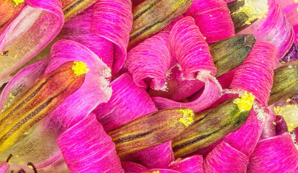 Macro Gigapixel | Extremely High Resolution Macro Photography