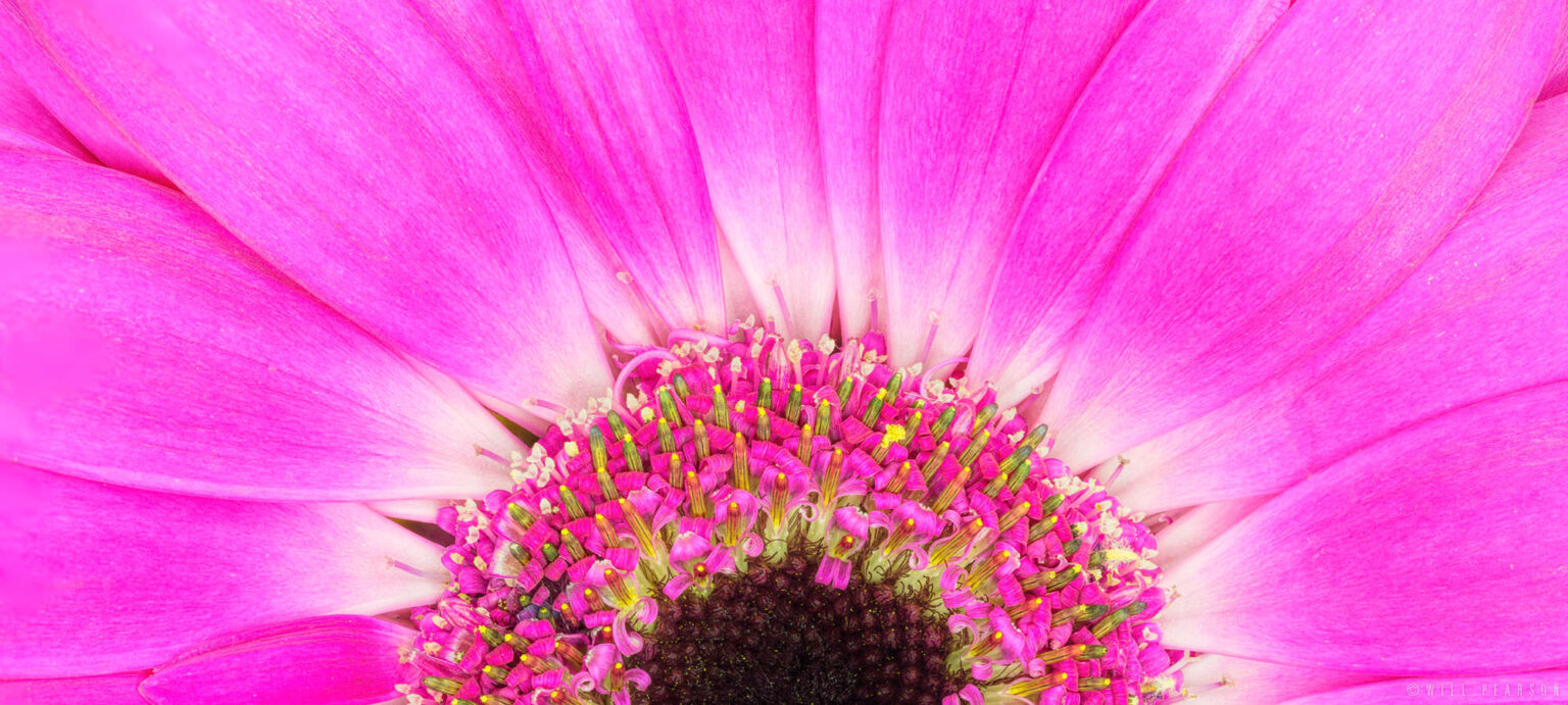 Macro Gigapixel | Extremely High Resolution Macro Photography